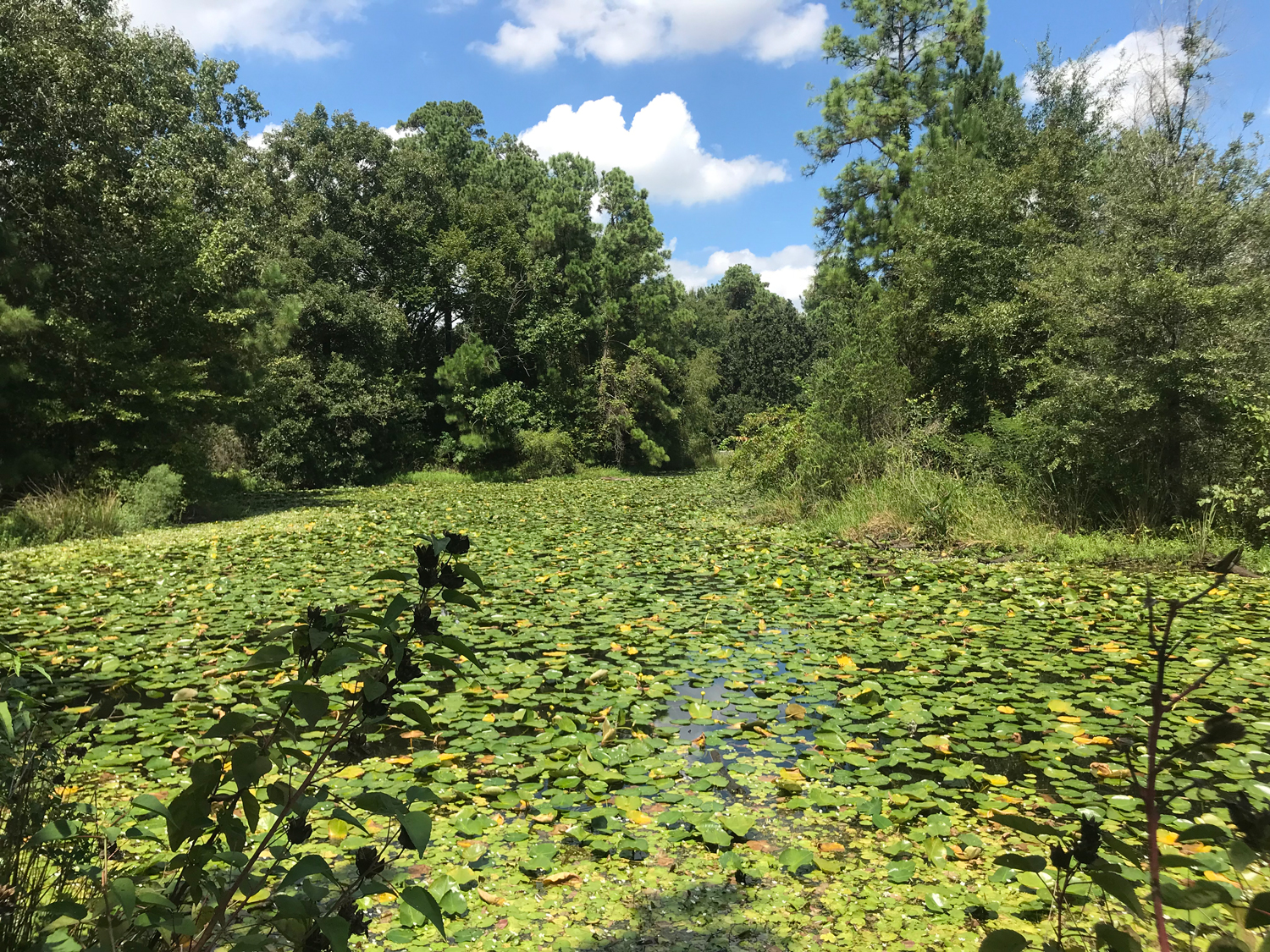 Houston – Arboretum & Nature Center – Viajento