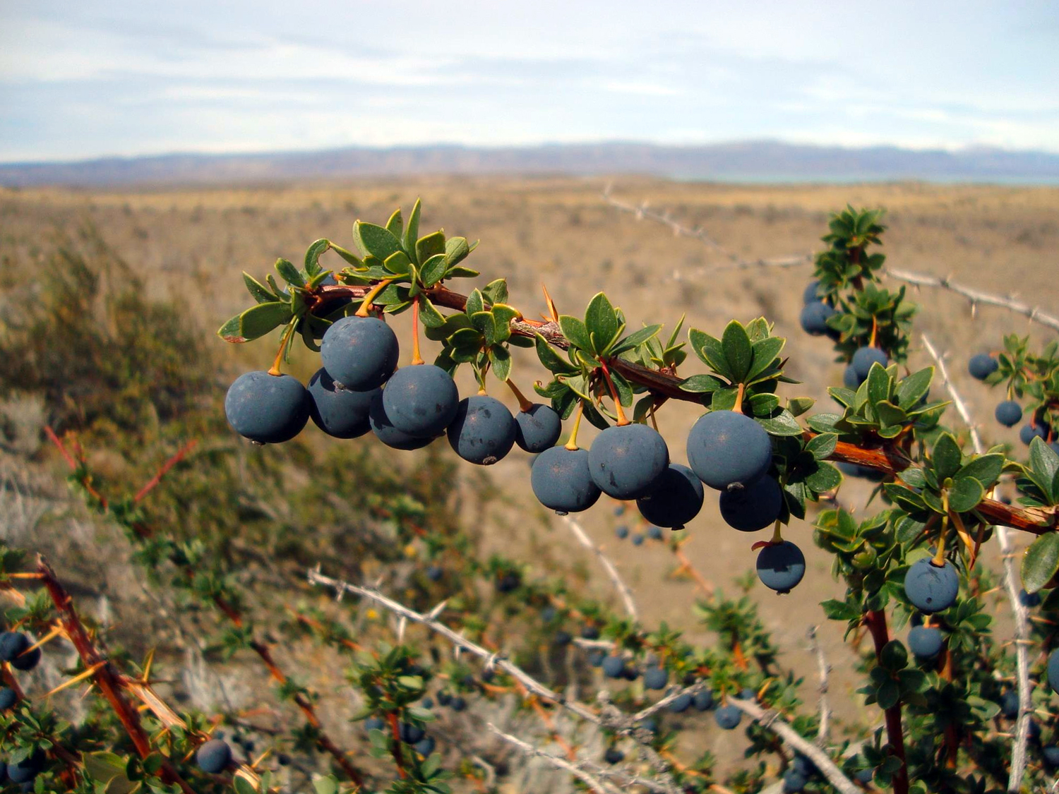 El Calafate – Senta que lá vem história – Viajento