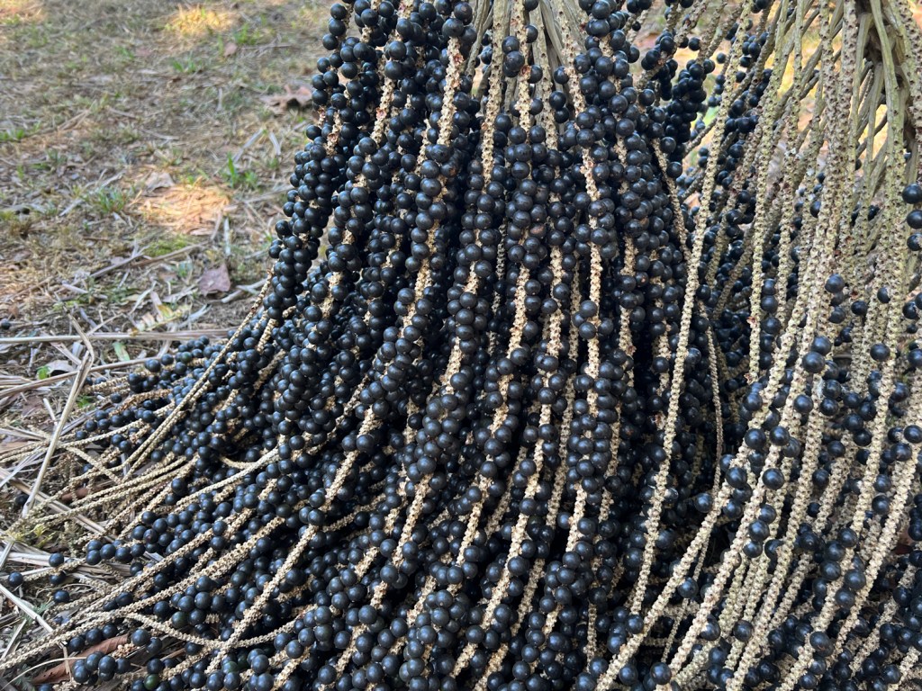 Floresta Amazônica – Passeio na mata – Viajento