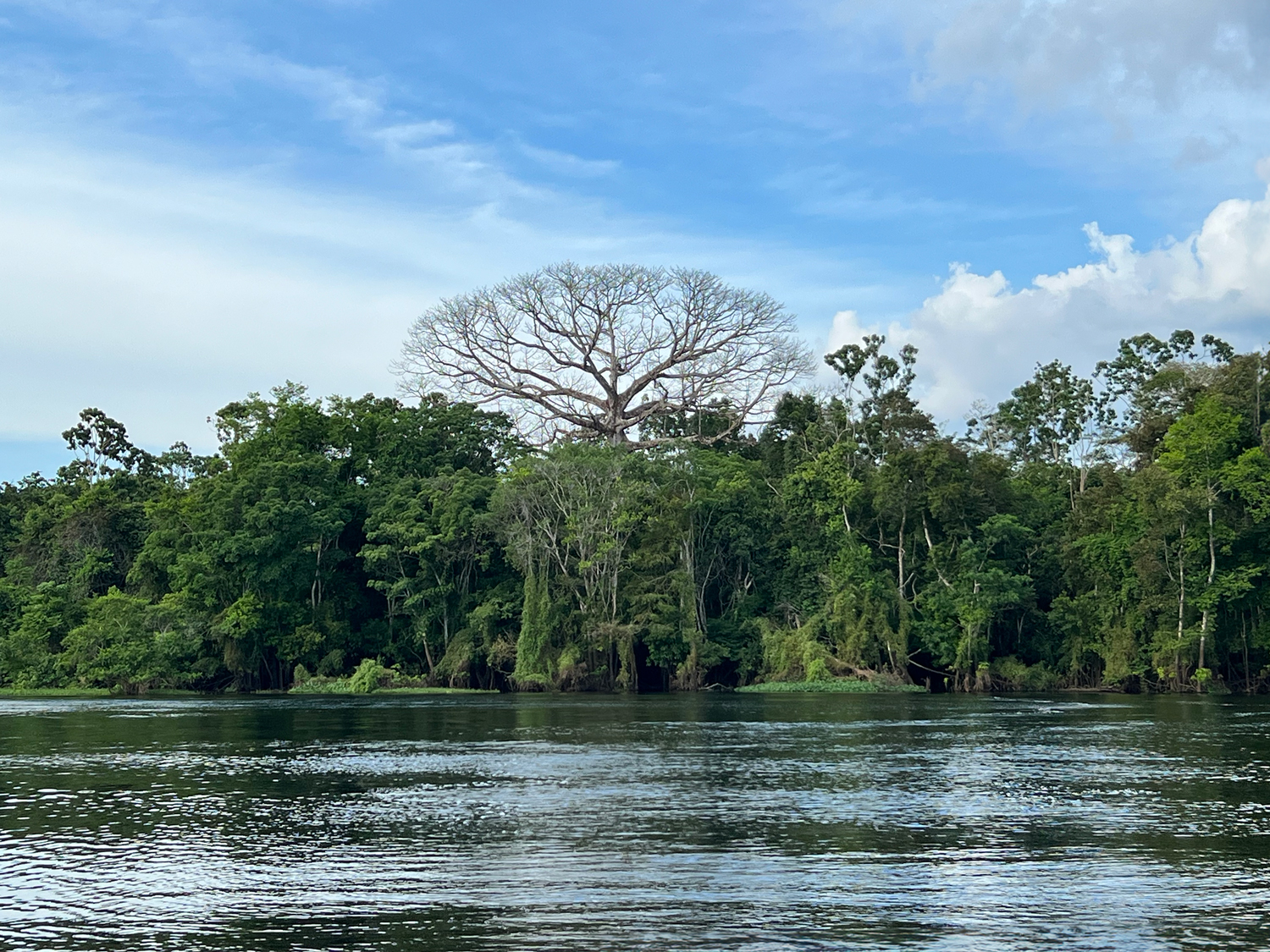 Floresta Amazônica – Árvore Samaúma – Viajento