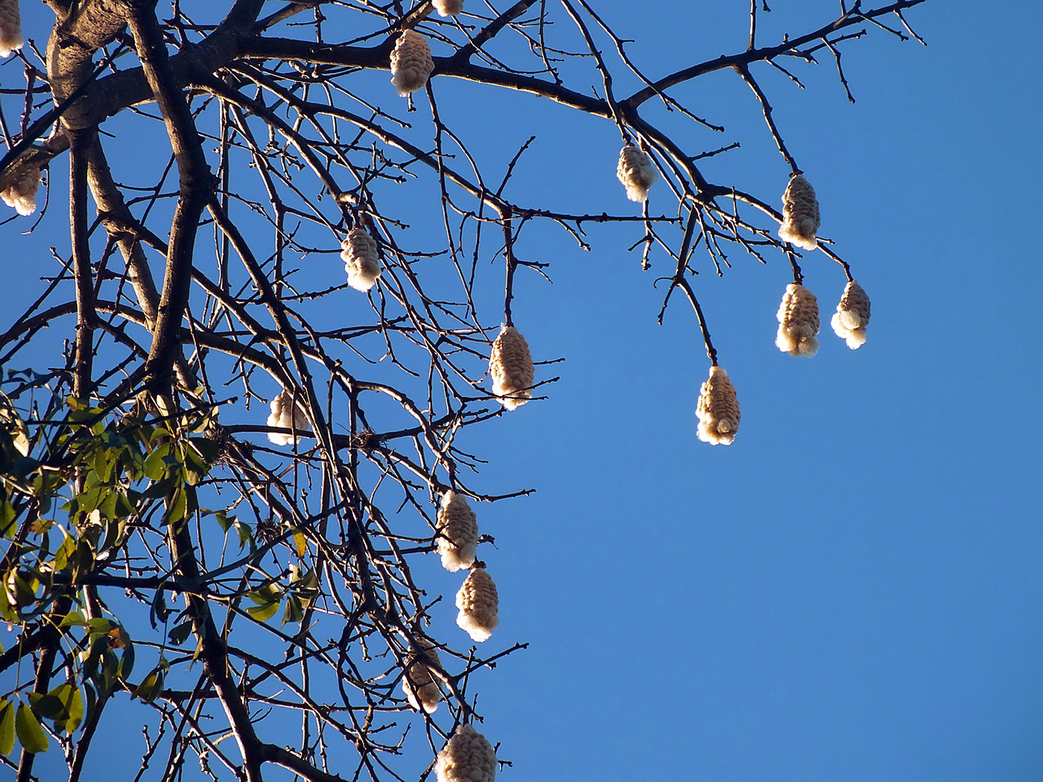 Floresta Amazônica – Árvore Samaúma – Viajento