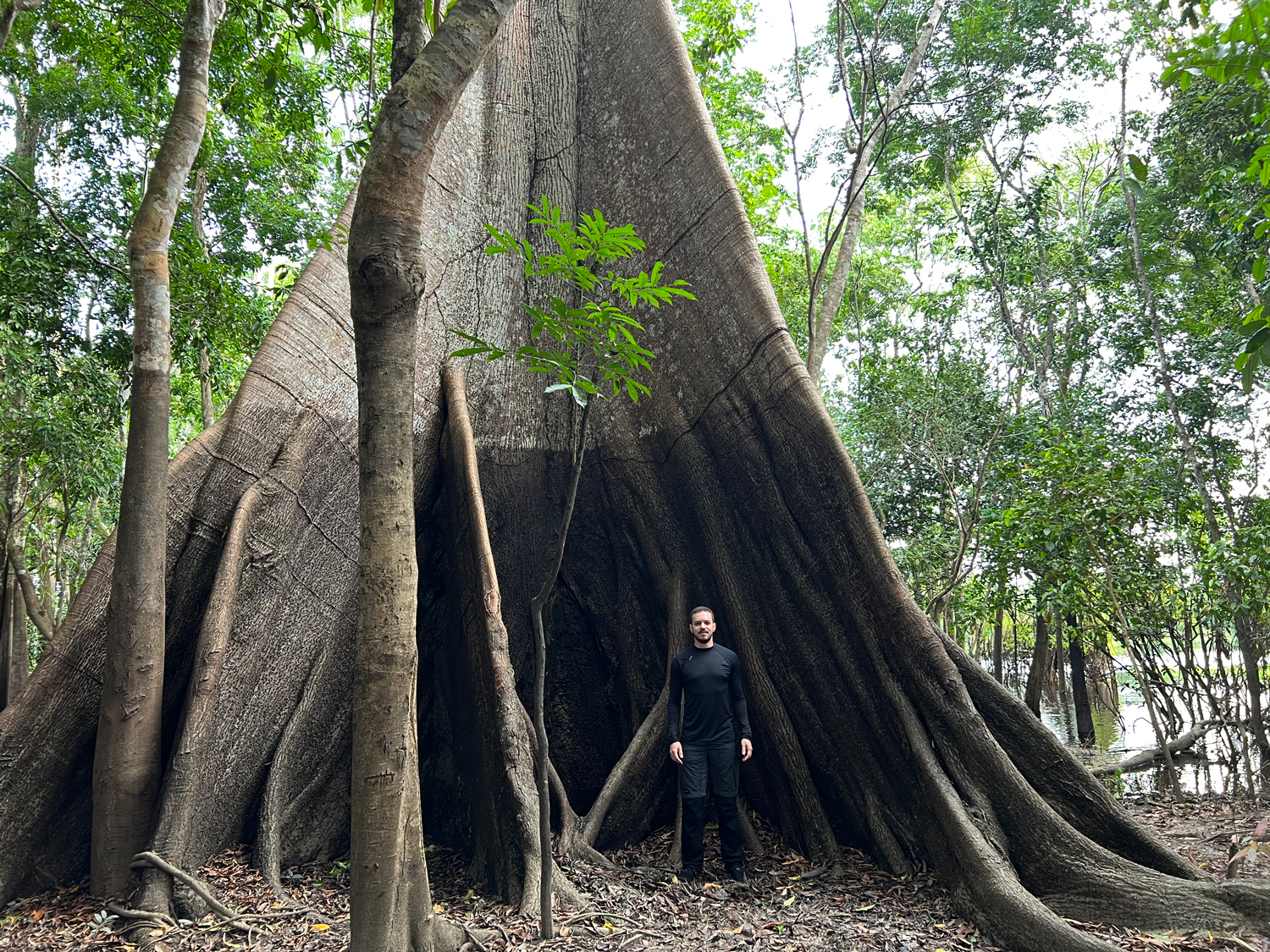 Floresta Amazônica – Árvore Samaúma – Viajento