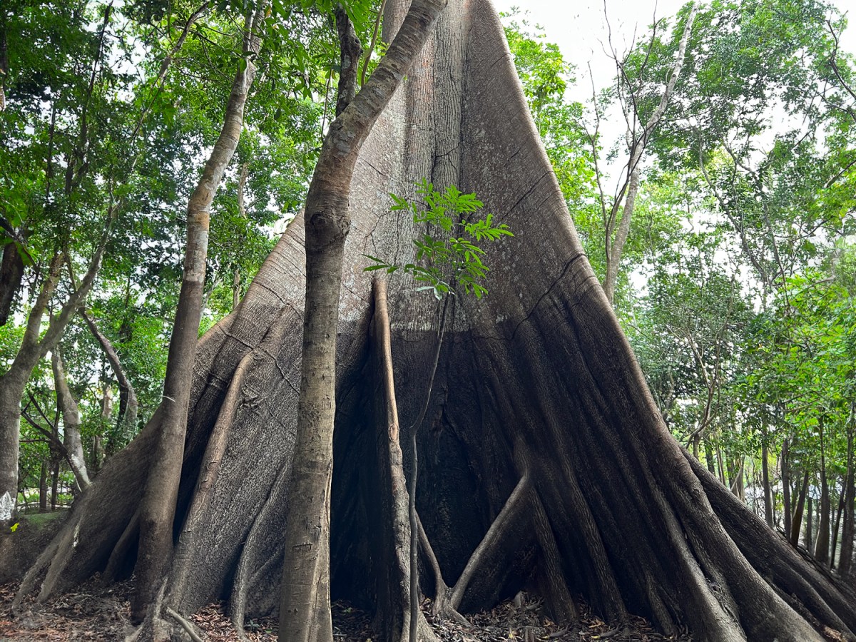 Floresta Amazônica – Árvore Samaúma – Viajento