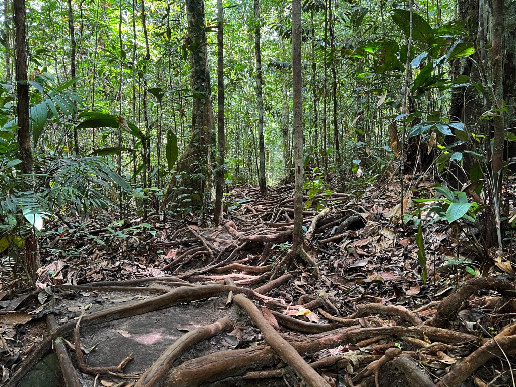 Presidente Figueiredo – Caverna do Maroaga e Gruta da Judeia – Viajento
